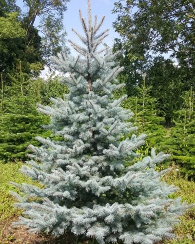 Our Trees - Infinity Christmas Trees