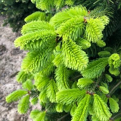 Nordmann Fir - Infinity Christmas Trees