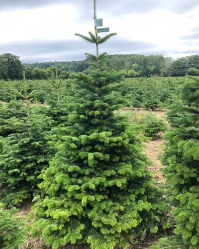 Our Trees - Infinity Christmas Trees