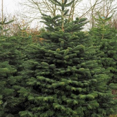 Nordmann Fir - Infinity Christmas Trees