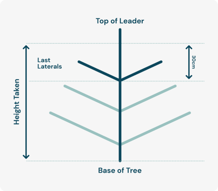 Measuring Guide - Infinity Christmas Trees