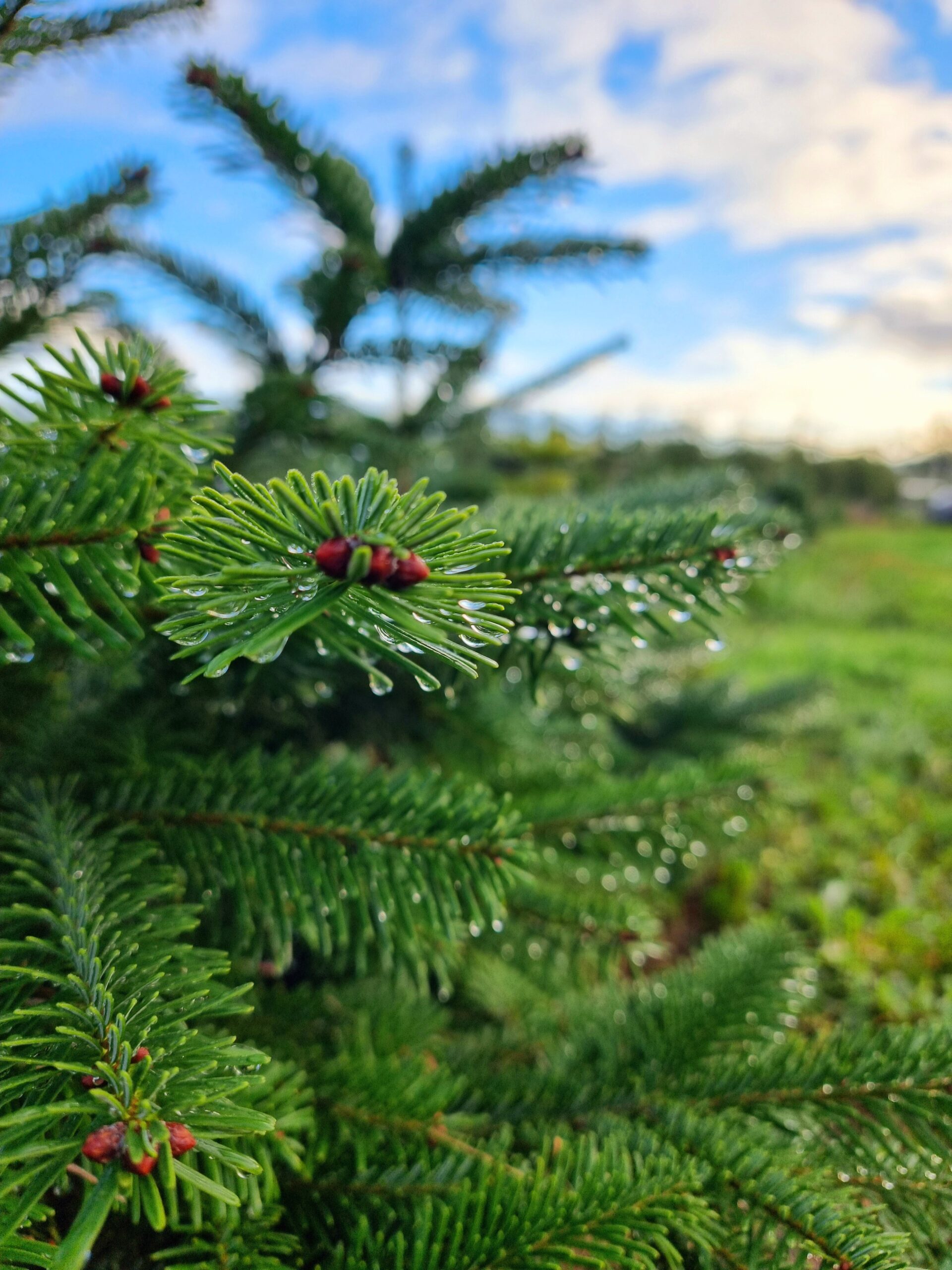 Our Trees - Infinity Christmas Trees
